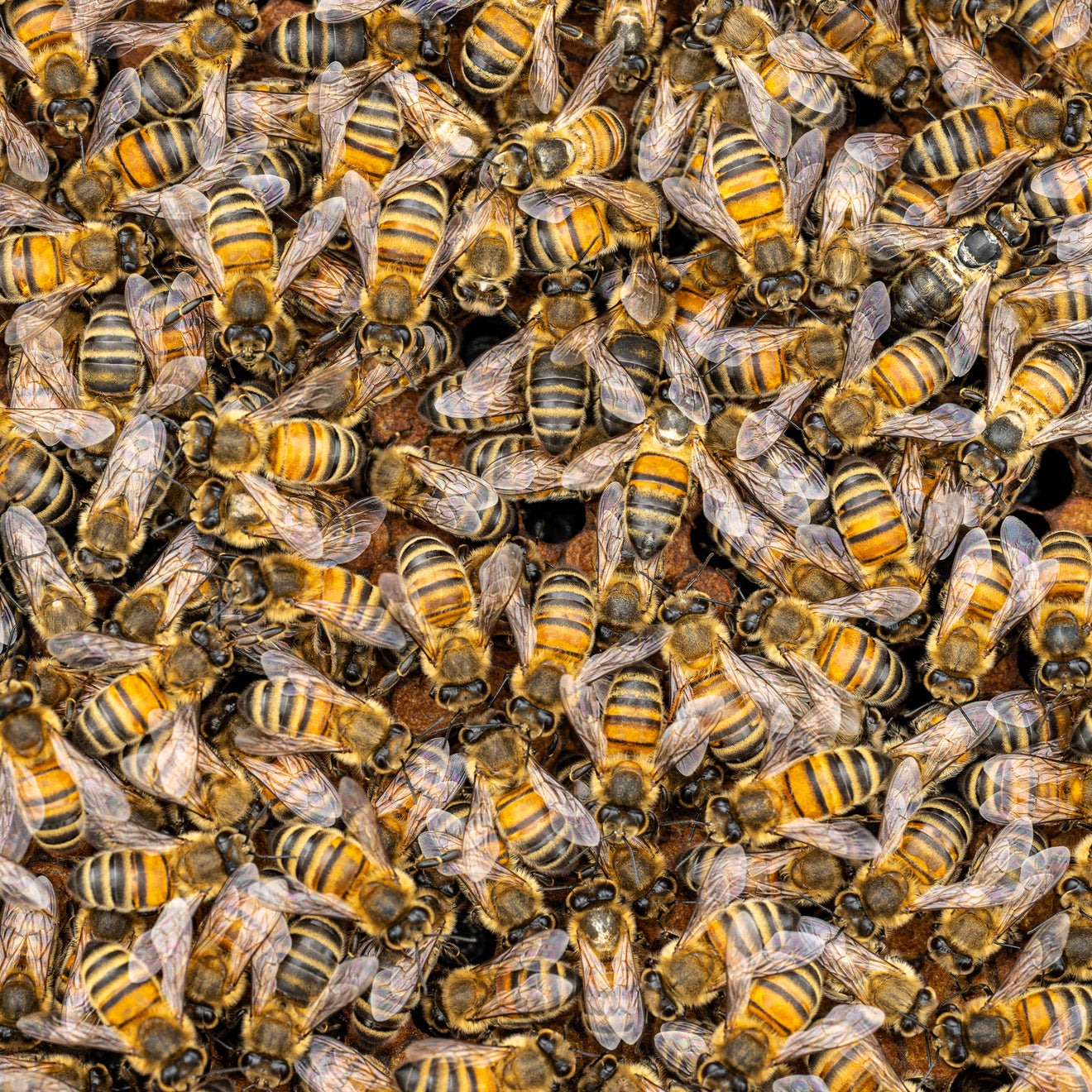 Herd & Hive